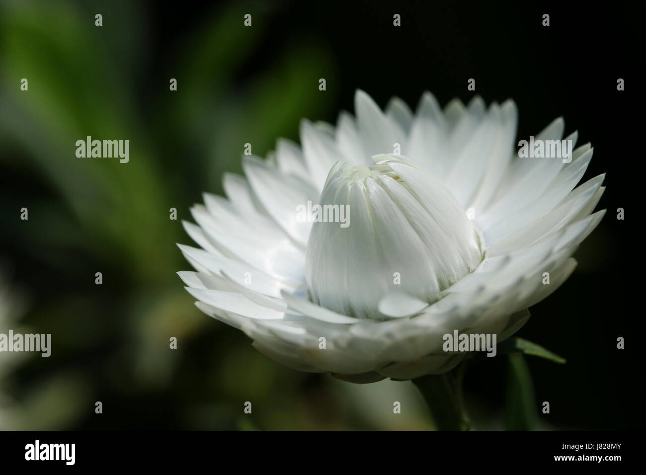 Everlasting daisy hi-res stock photography and images - Alamy