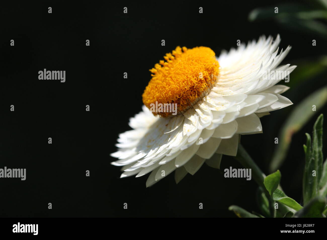 Yellow everlasting daisy hi-res stock photography and images - Alamy