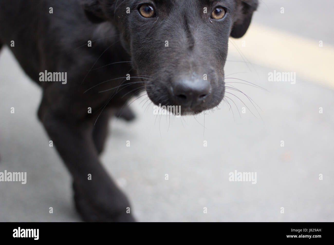 close-up portrait of black homeless dog walking down the street ...