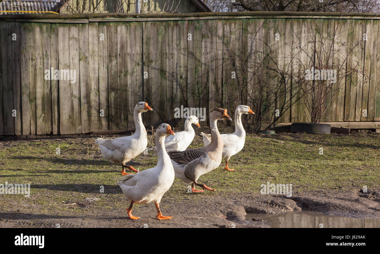 gang of gooses gaggle walking loafing at rural countryside looking for ...