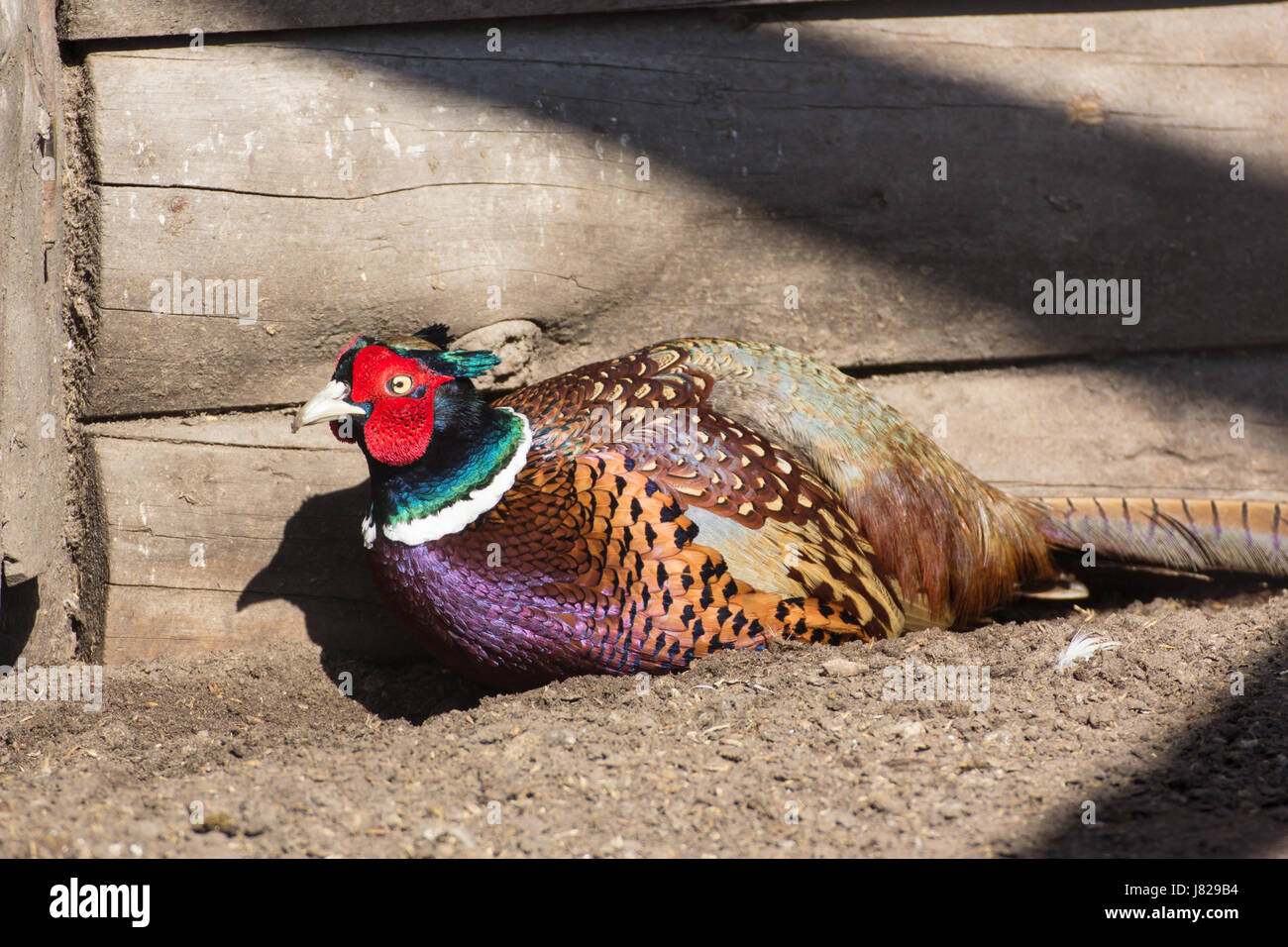 single pheasant laying on a ground resting. ready to became food for ...