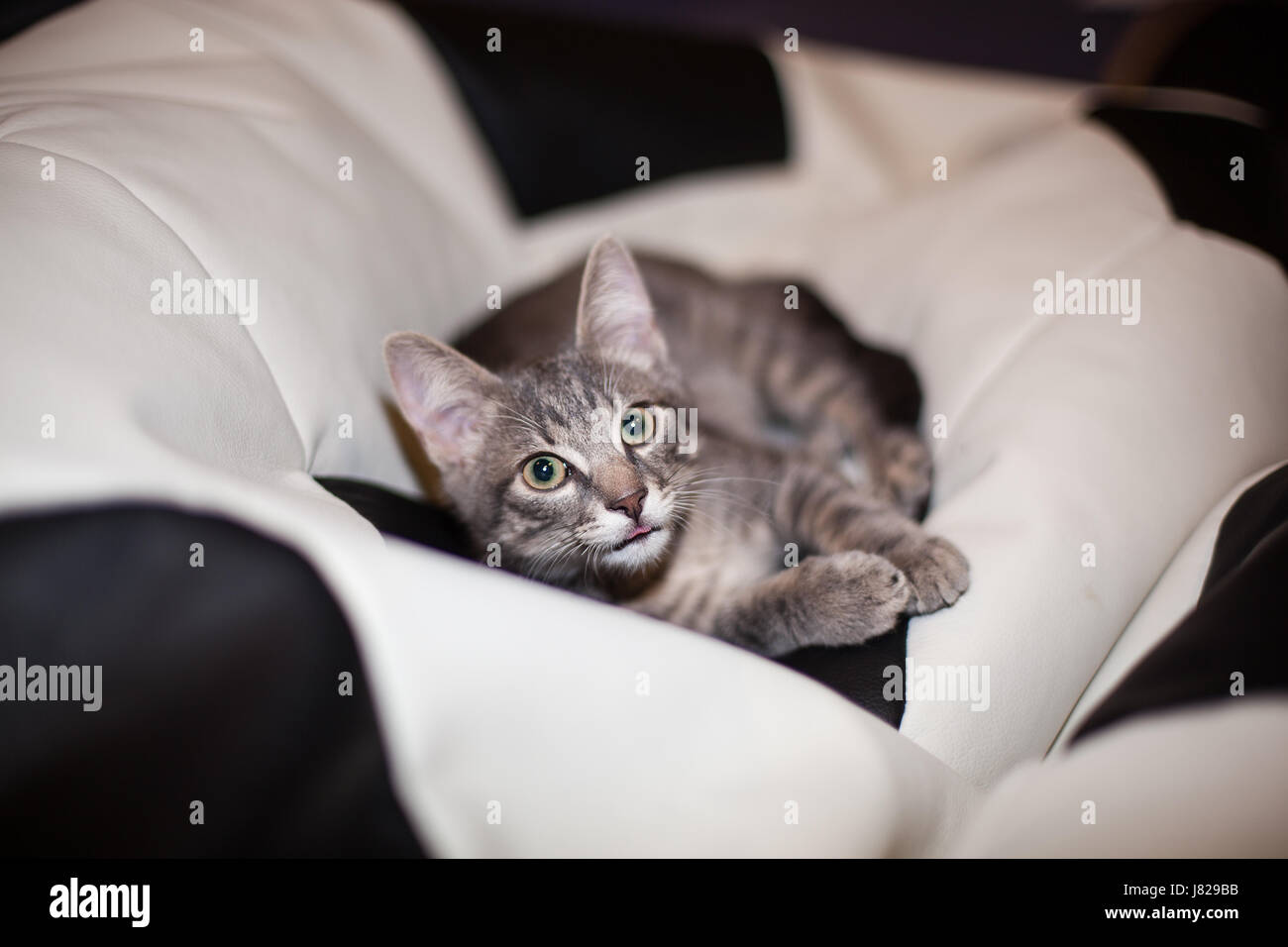 cute gray llittle kitty resting on a black and white beanbag puff chair ...