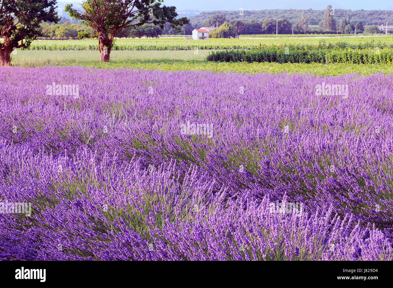 colour tree trees mountains bloom blossom flourish flourishing ...