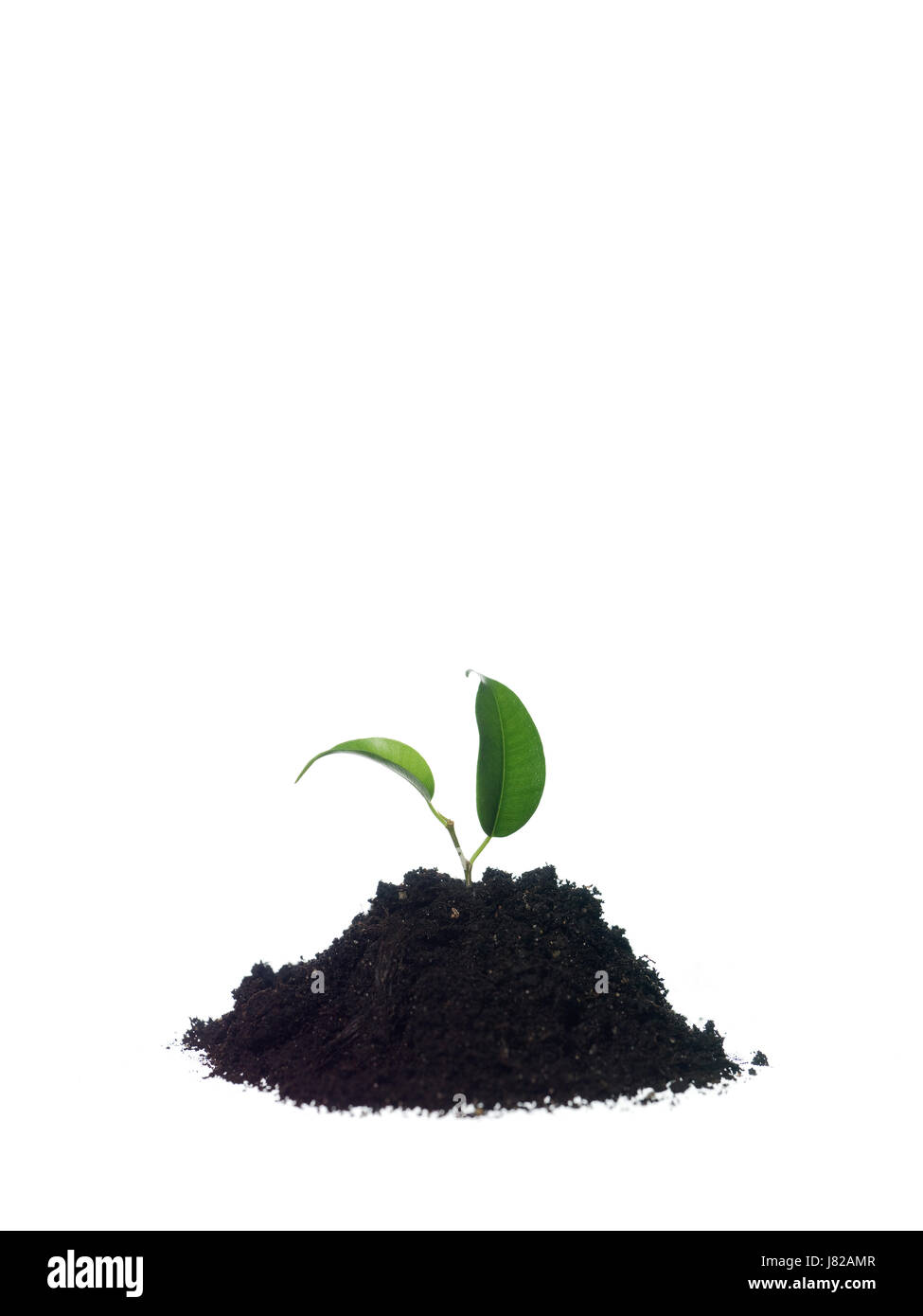 hill ground soil earth humus studio careful growth grow herb plantation ...
