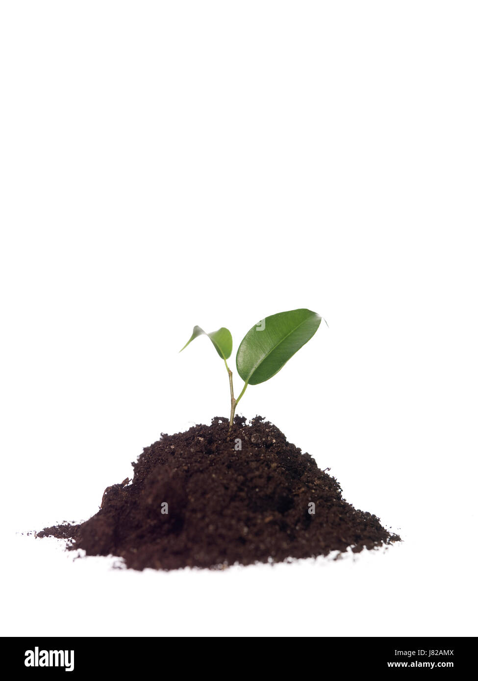 hill ground soil earth humus studio careful growth grow herb plantation ...