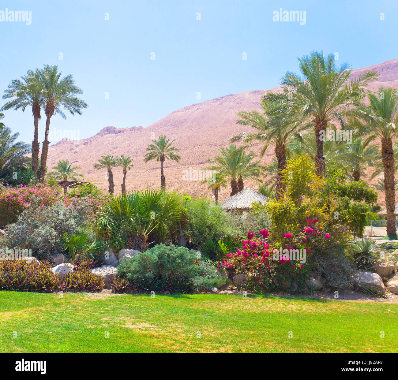 Idyllic oasis in the south of Israel Stock Photo - Alamy
