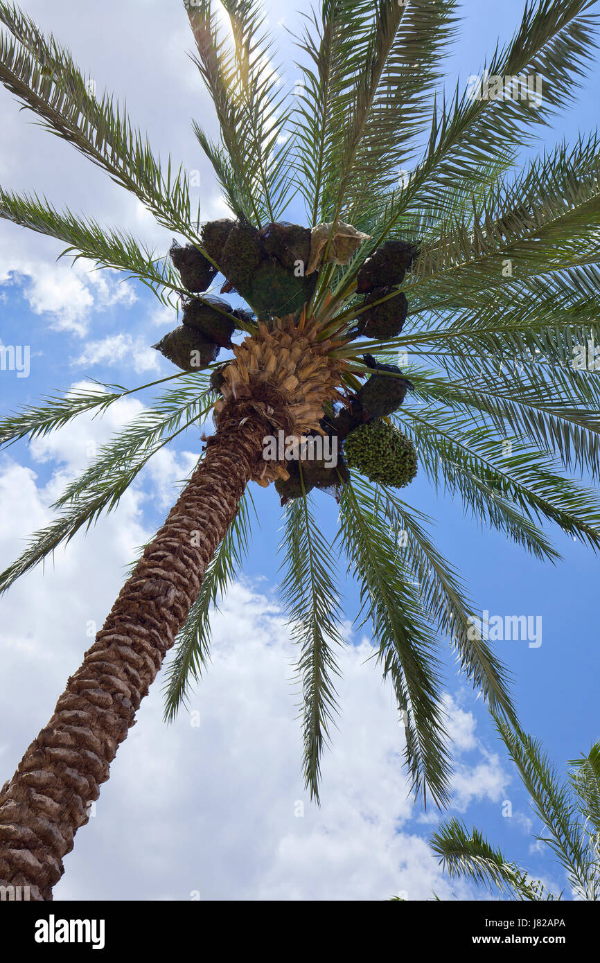 Date palms orchard hi-res stock photography and images - Alamy