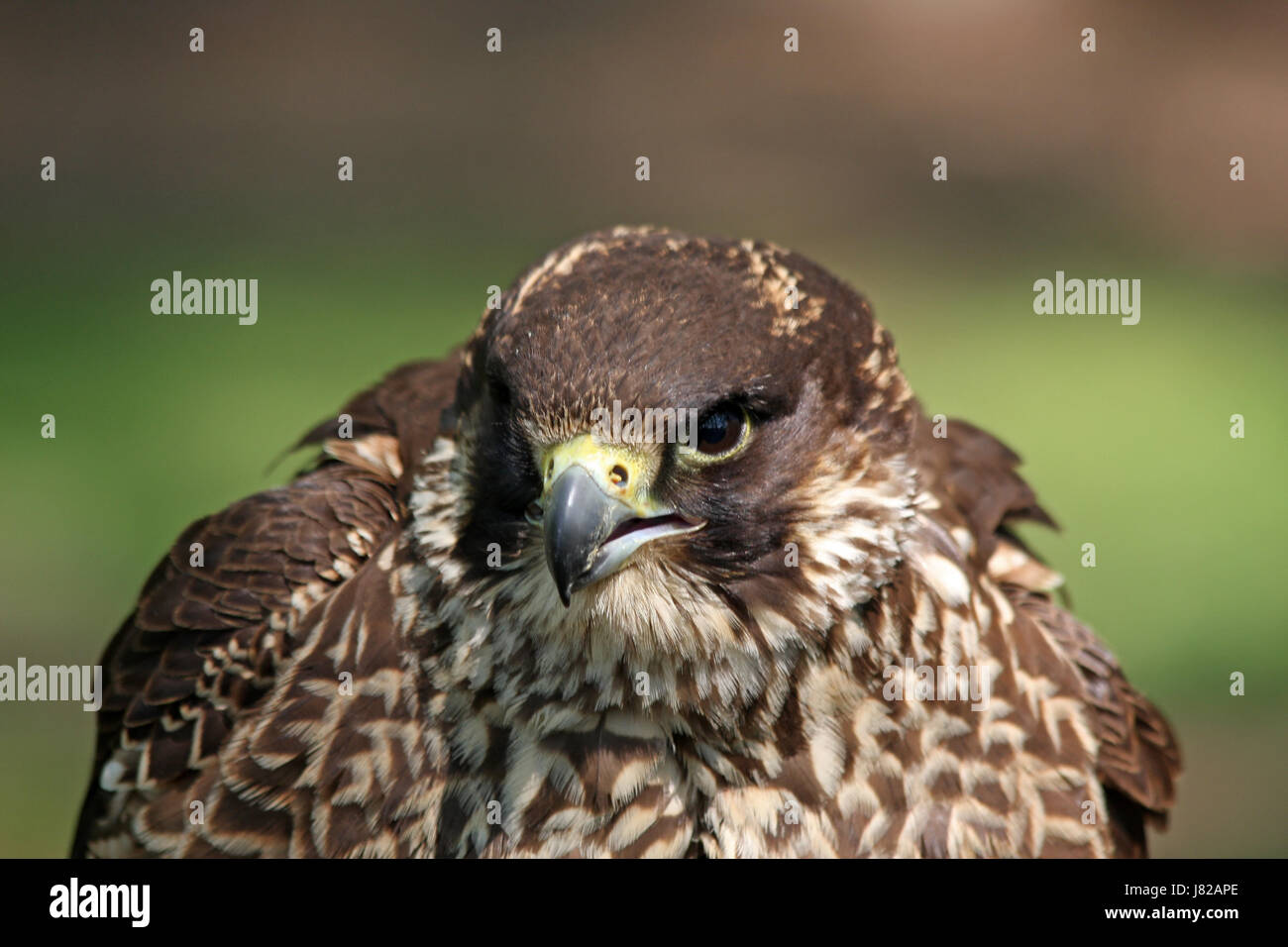 animal bird birds falcon birds of prey raptor wing feathers nature ...