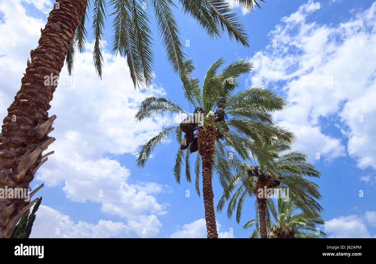Date palm orchard tree fruit hi-res stock photography and images - Alamy