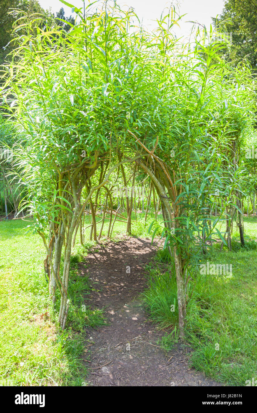 Series of bamboo archways set in the grounds of Compton Verney ...