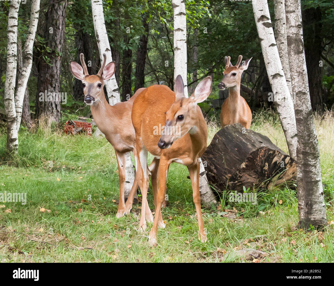 Deer Whitetail Buck & Doe Stock Photo - Alamy
