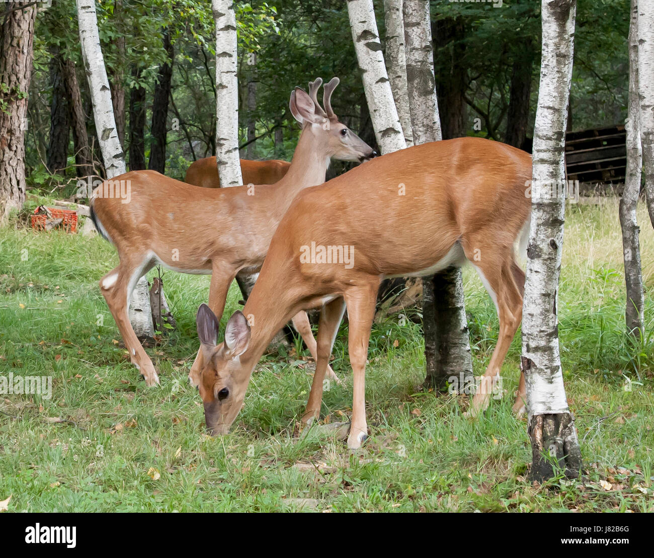 Deer Whitetail Buck & Doe Stock Photo - Alamy