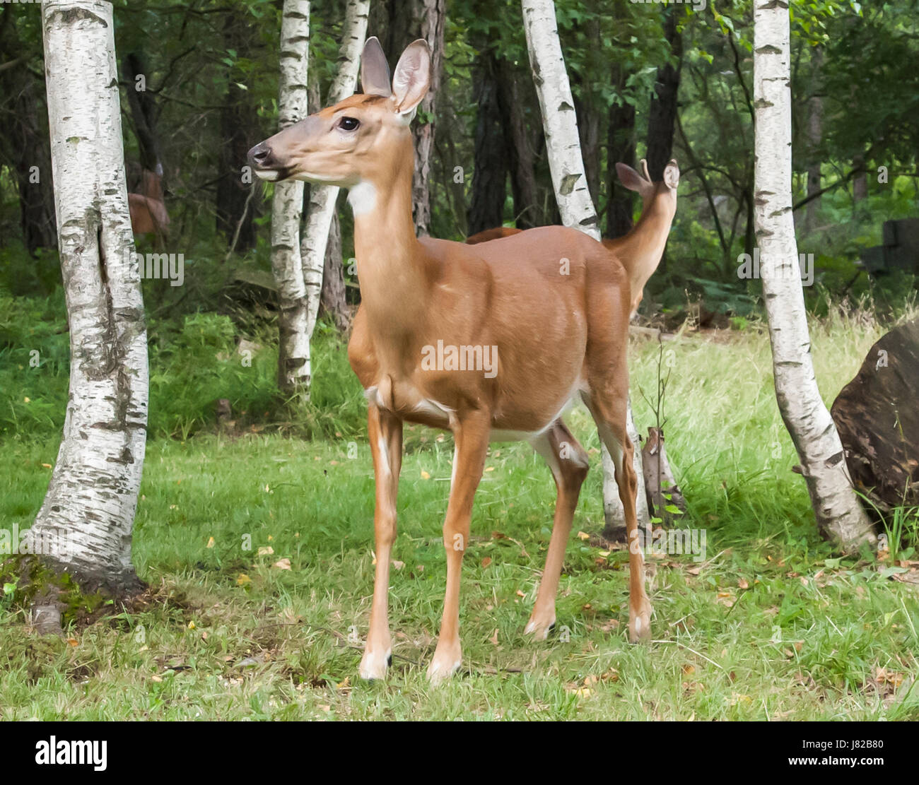 Whitetail Deer Side View Stock Photos & Whitetail Deer Side View Stock ...
