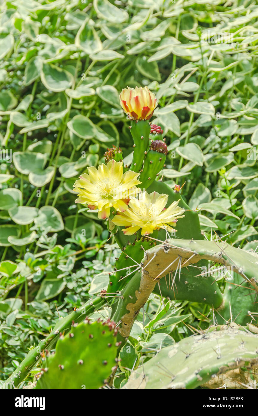 Yellow cactus flowers with bud, green leaves needles, close up Stock ...