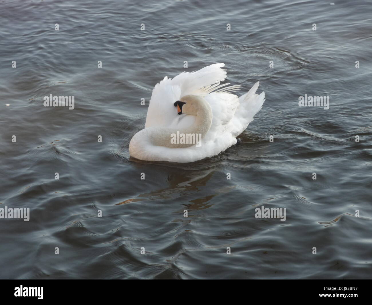 Hannah swan hi-res stock photography and images - Alamy