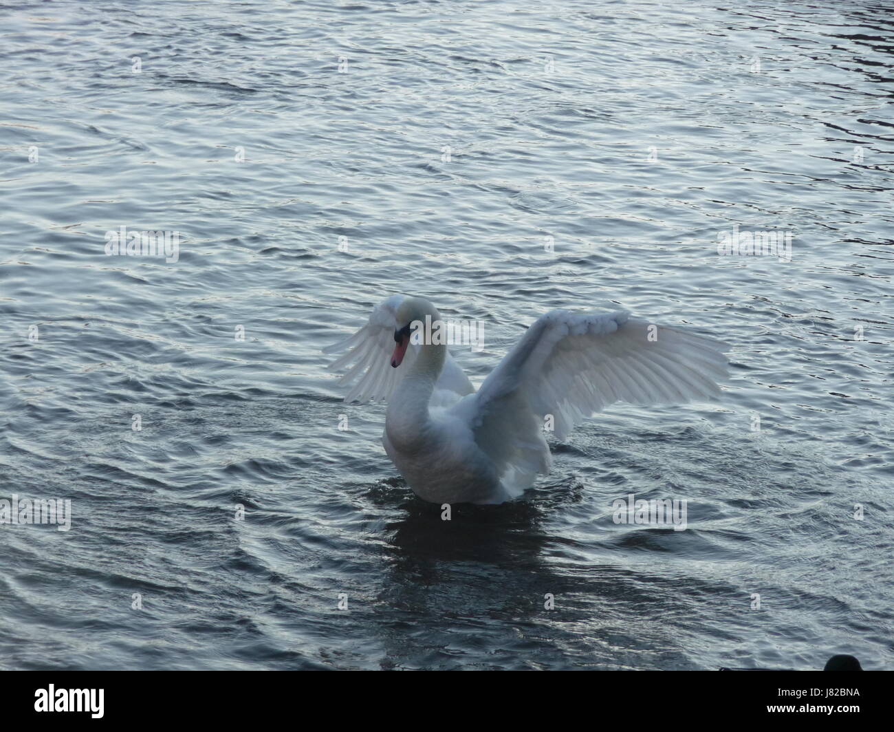 Hannah swan hi-res stock photography and images - Alamy
