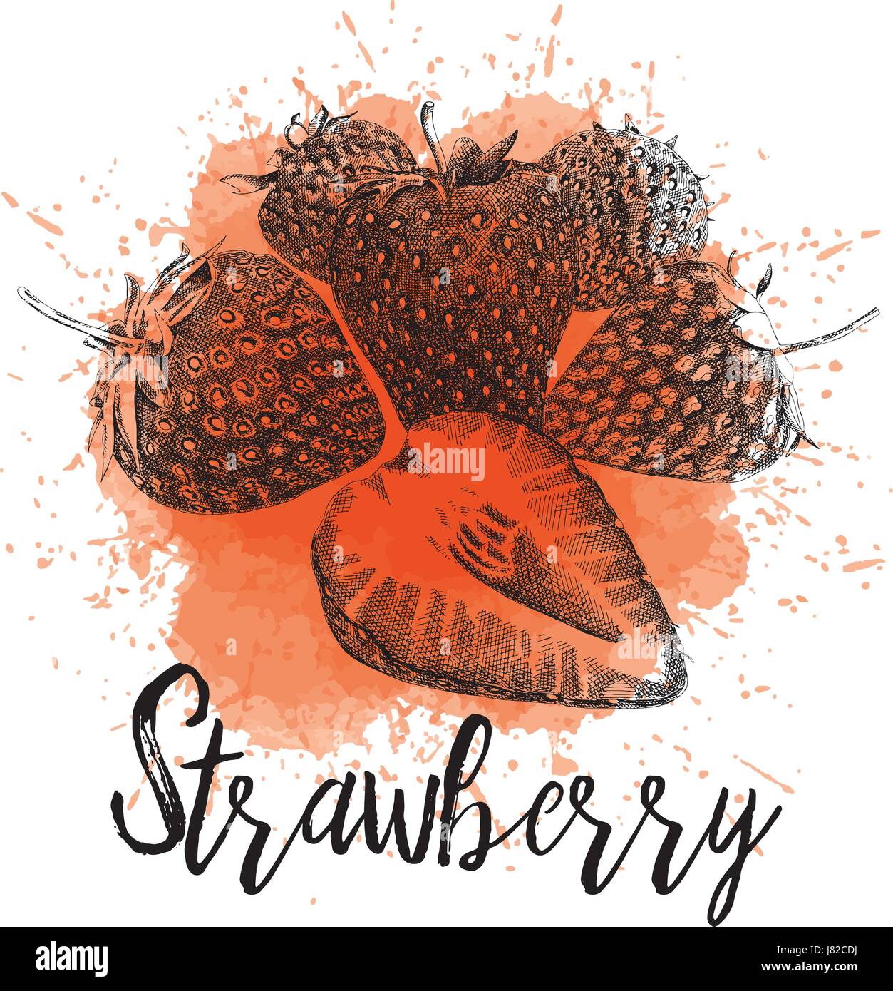 Vintage strawberry illustration hi-res stock photography and images - Alamy