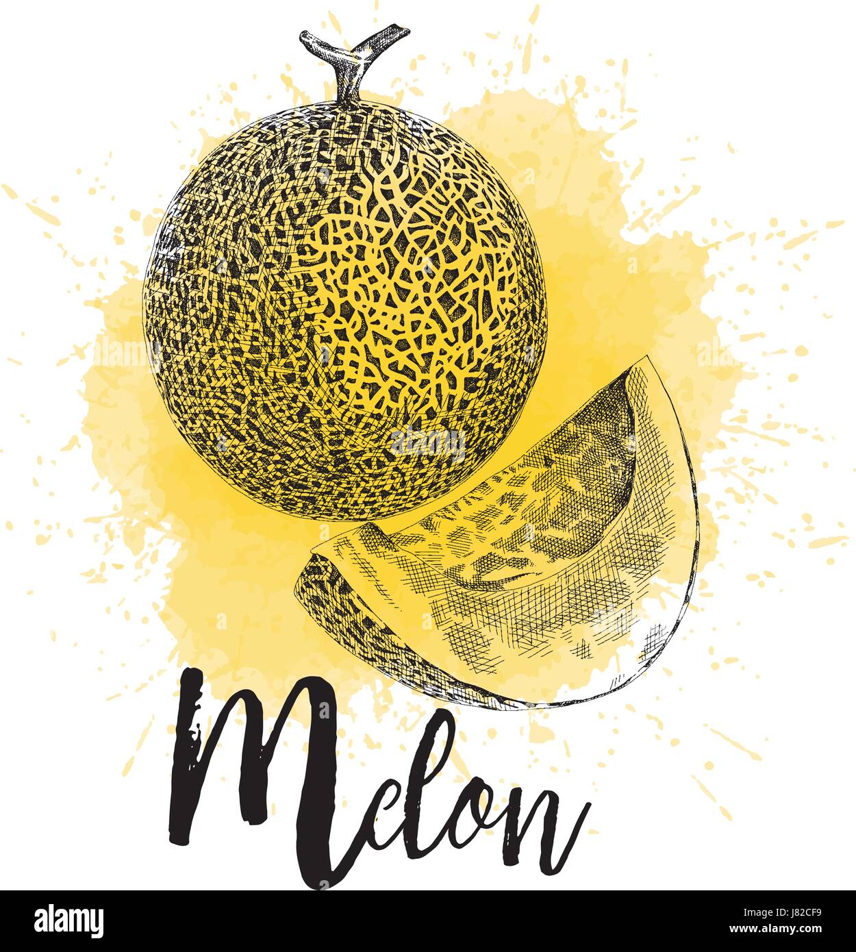 Vector illustration of a melon Stock Vector Image & Art - Alamy