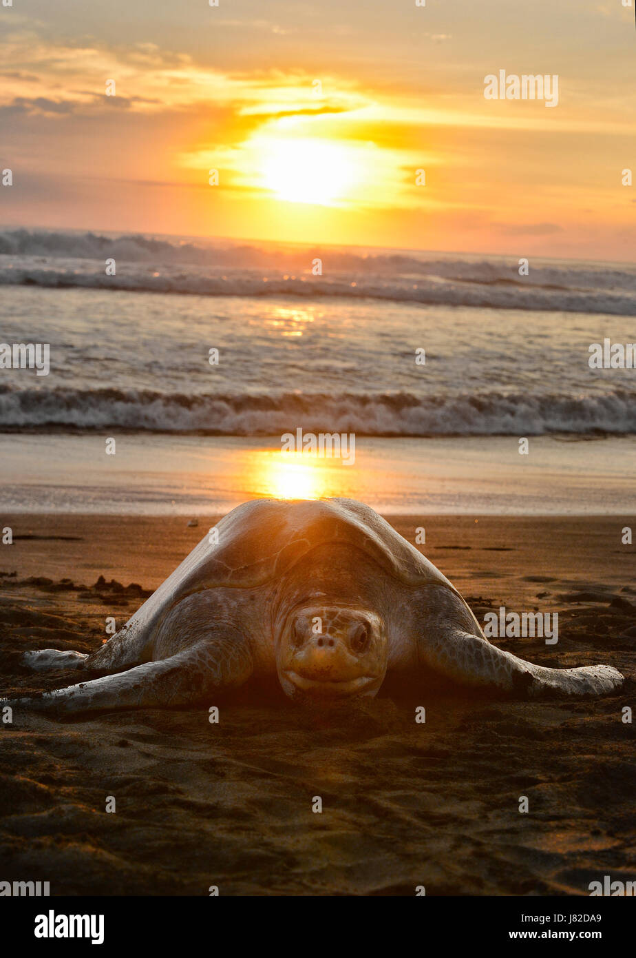 A turtle comes to shore to lay her eggs during an arribada at Playa ...