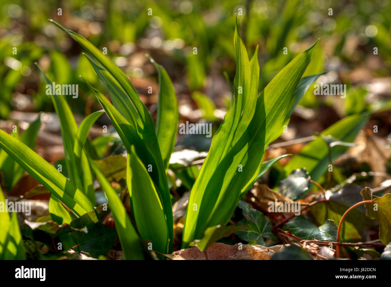 spice green spring bouncing bounces hop skipping frisks jumping jump ...