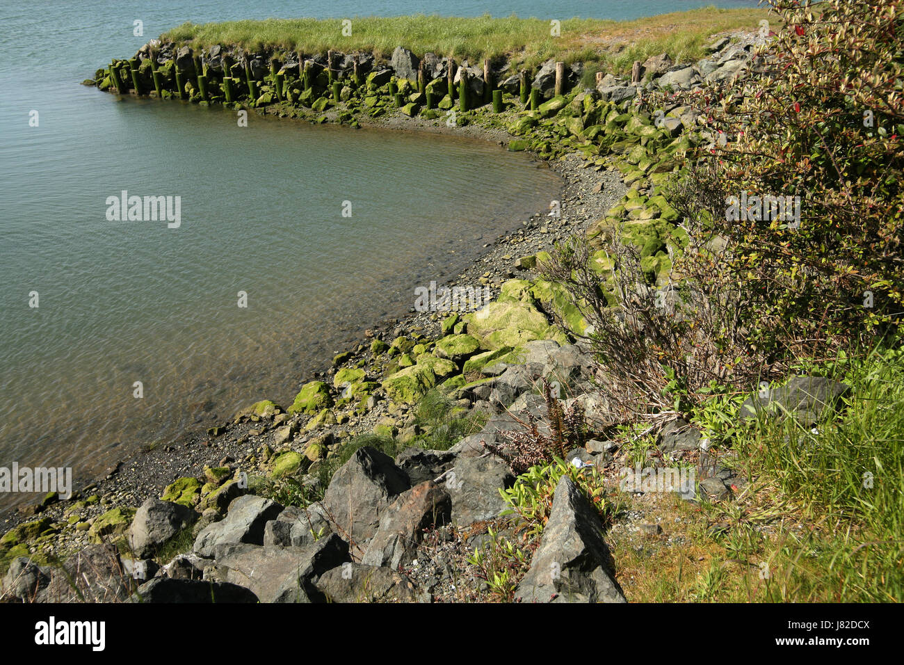 beach seaside the beach seashore usa california america stony salt ...