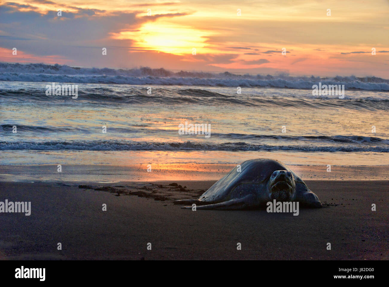 A turtle comes to shore to lay her eggs during an arribada at Playa ...