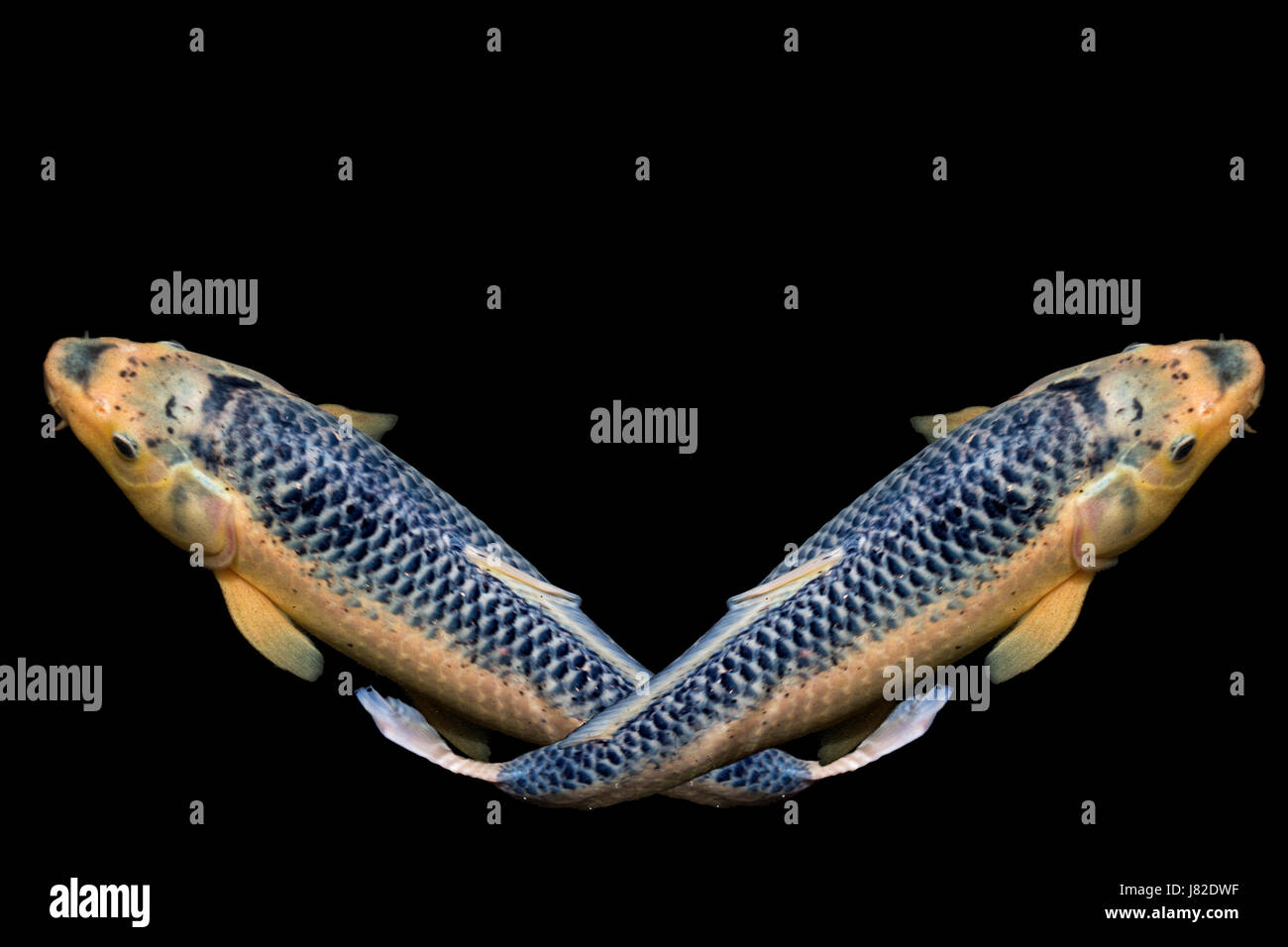 Coy carp in the pond at Ventnor Botanic gardens, Isle of Wight, UK ...