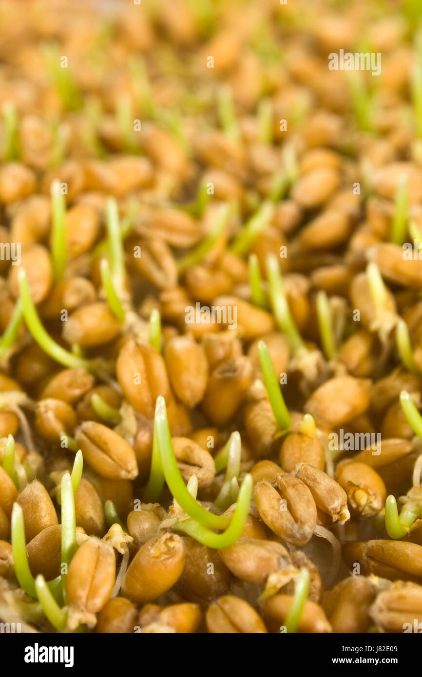 grain germination wheat germ germinate germs cereal food aliment macro ...