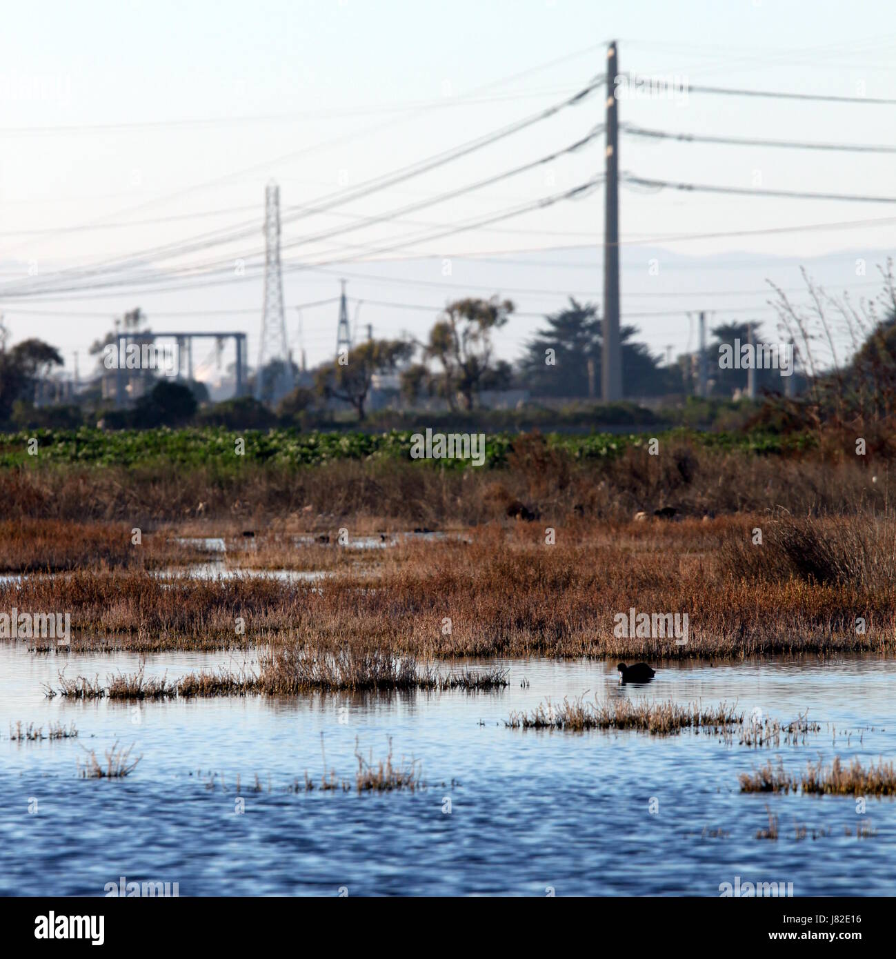 swamp fresh water pond water landscape scenery countryside nature ...