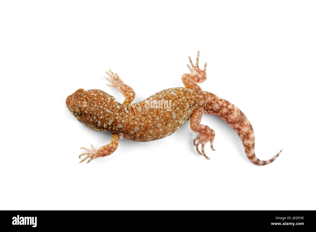 isolated reptile africa lizard African gecko isolation barking macro ...