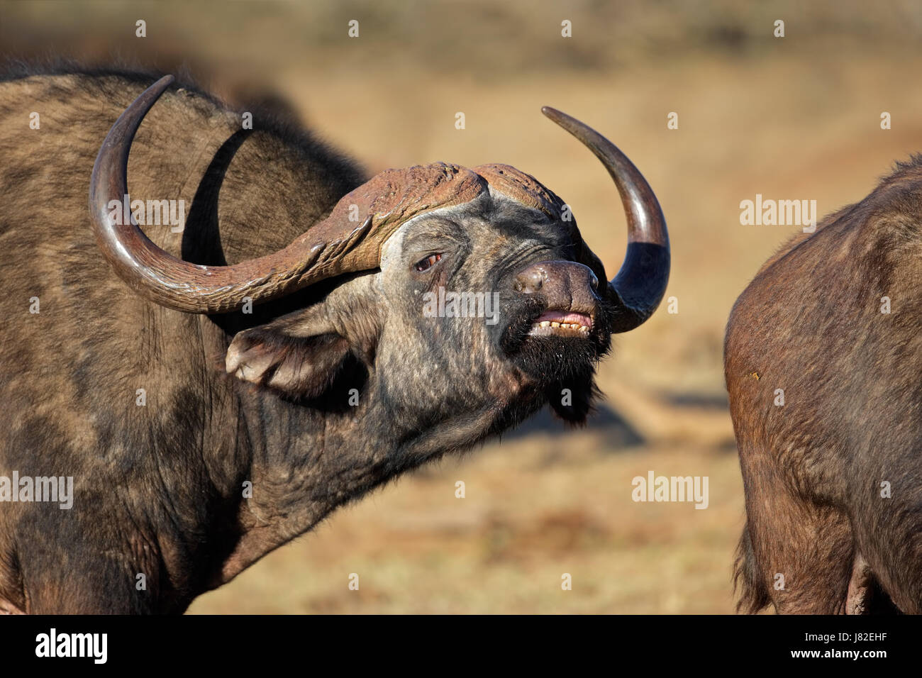 animal mammal africa portrait wildlife African cape buffalo big large ...