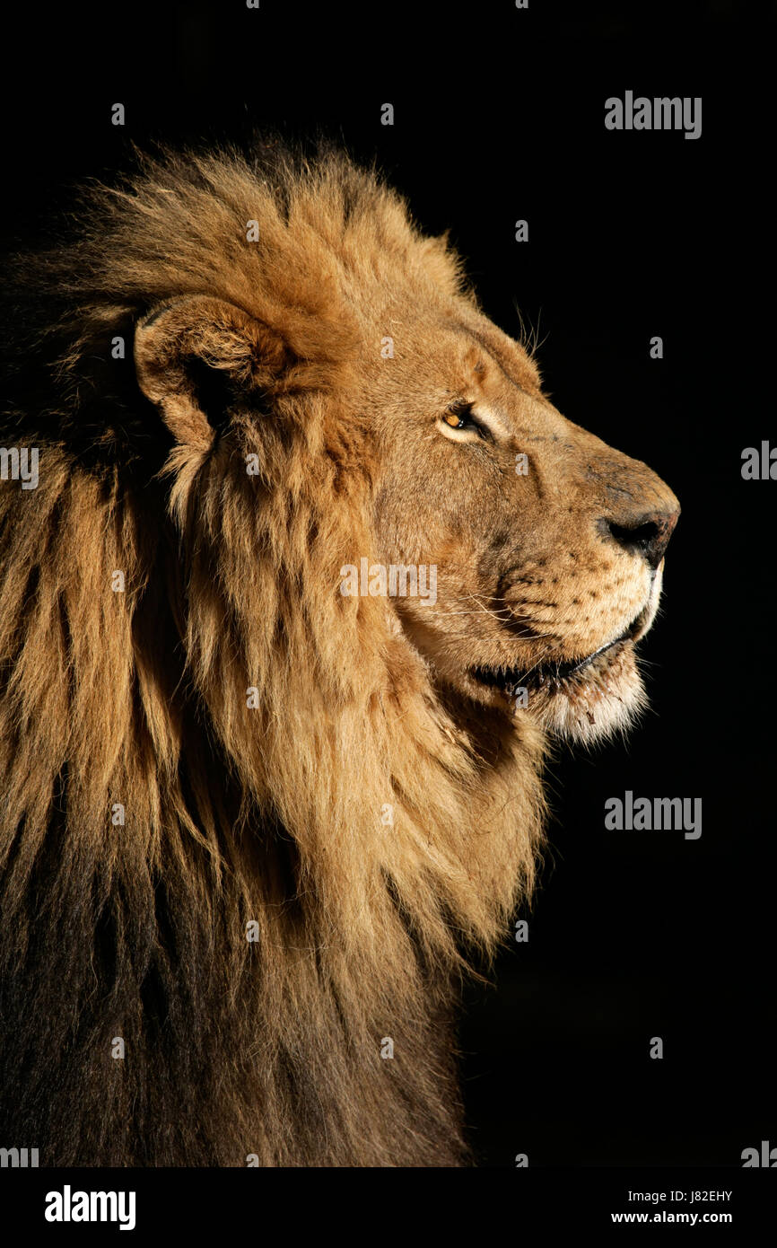 big large enormous extreme powerful imposing immense relevant male ...