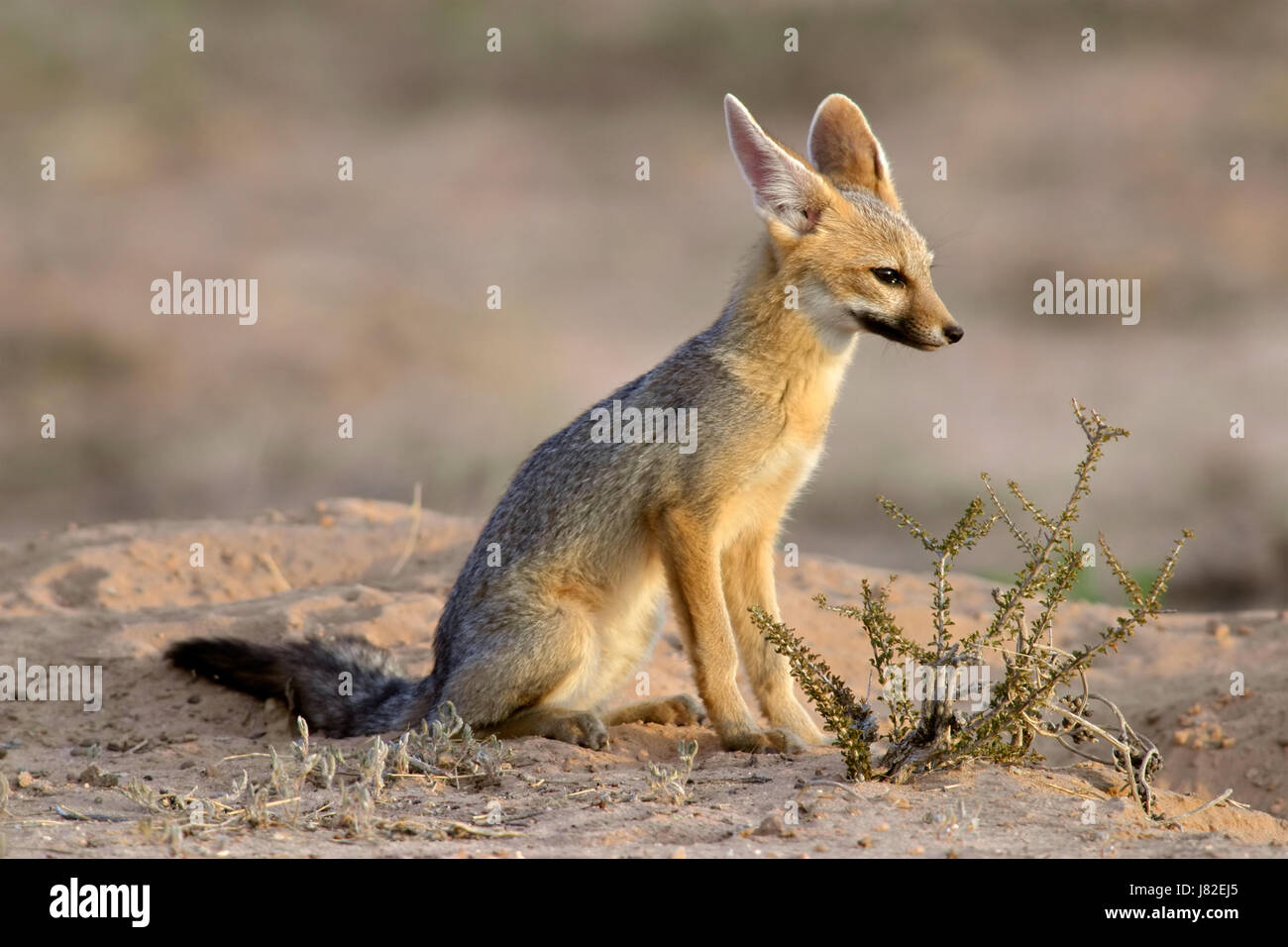 desert wasteland animal mammal wildlife fox nature desert wasteland ...