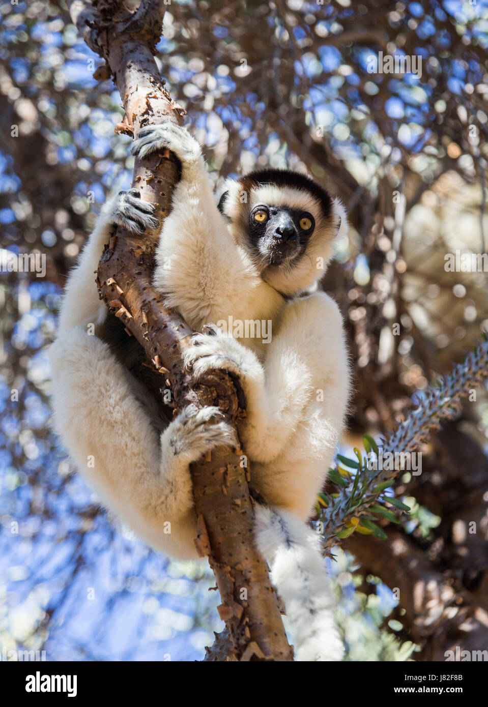 Dancing Sifaka sitting on a tree. Madagascar Stock Photo - Alamy