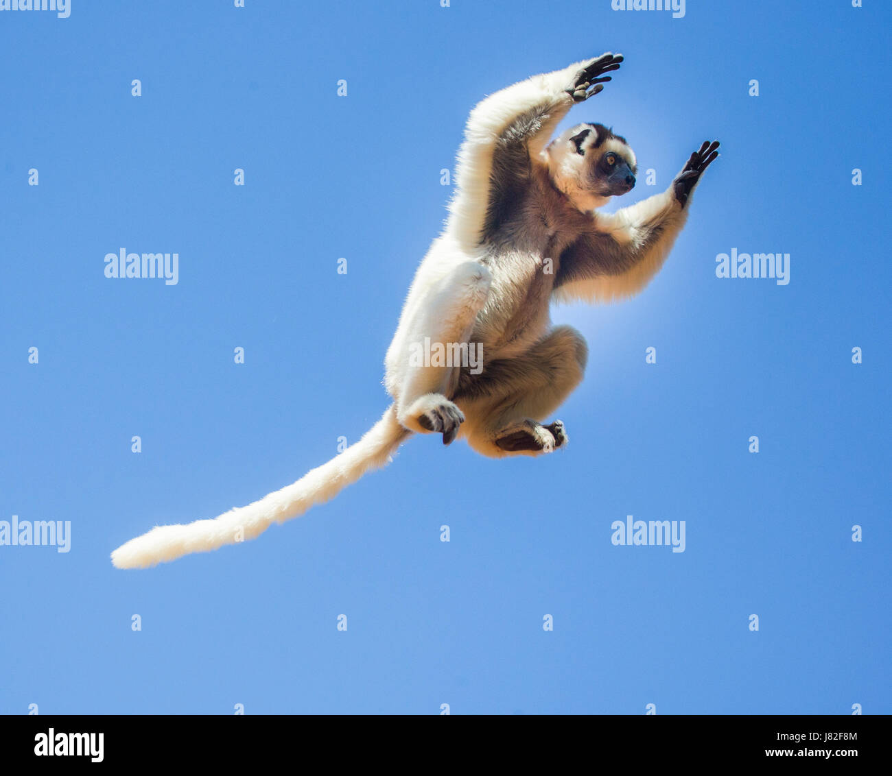 Dancing Sifaka Verreaux's sifaka (Propithecus verreauxi) is jumping ...