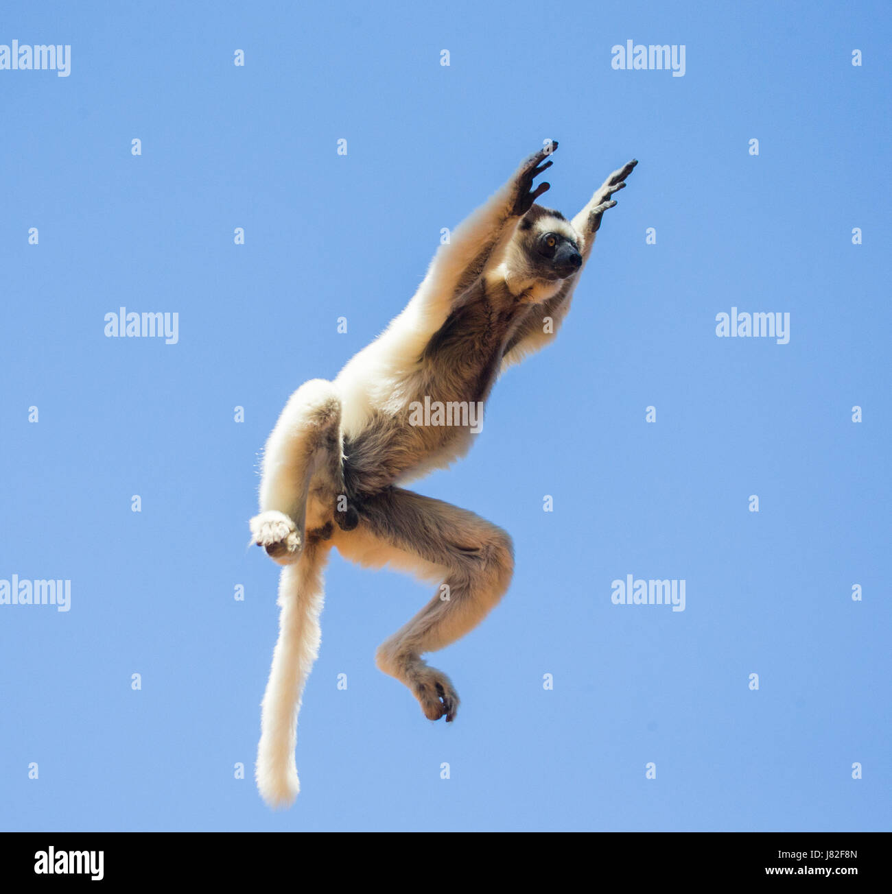 Dancing Sifaka Verreaux's sifaka (Propithecus verreauxi) is jumping ...