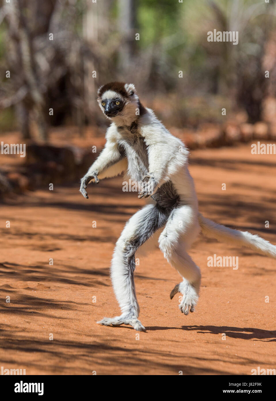 Dancing Sifaka is jumping. Madagascar. An excellent illustration Stock ...