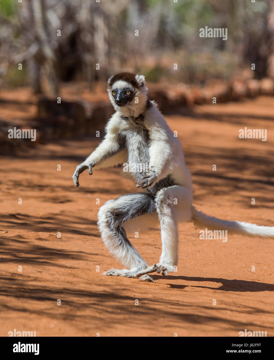 Dancing Sifaka Verreaux's sifaka (Propithecus verreauxi) is jumping ...