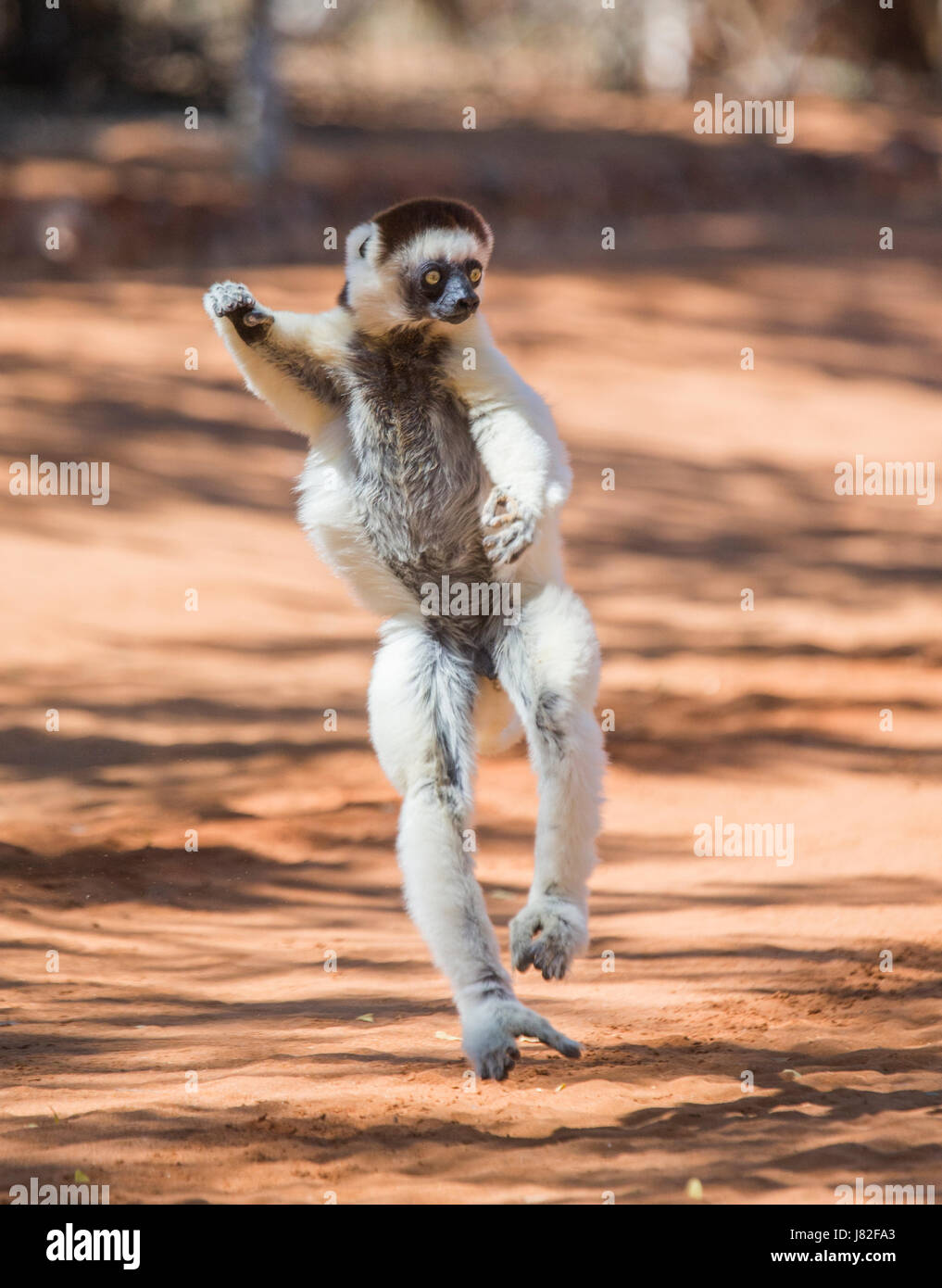 Dancing Sifaka Verreaux's sifaka (Propithecus verreauxi) is jumping ...