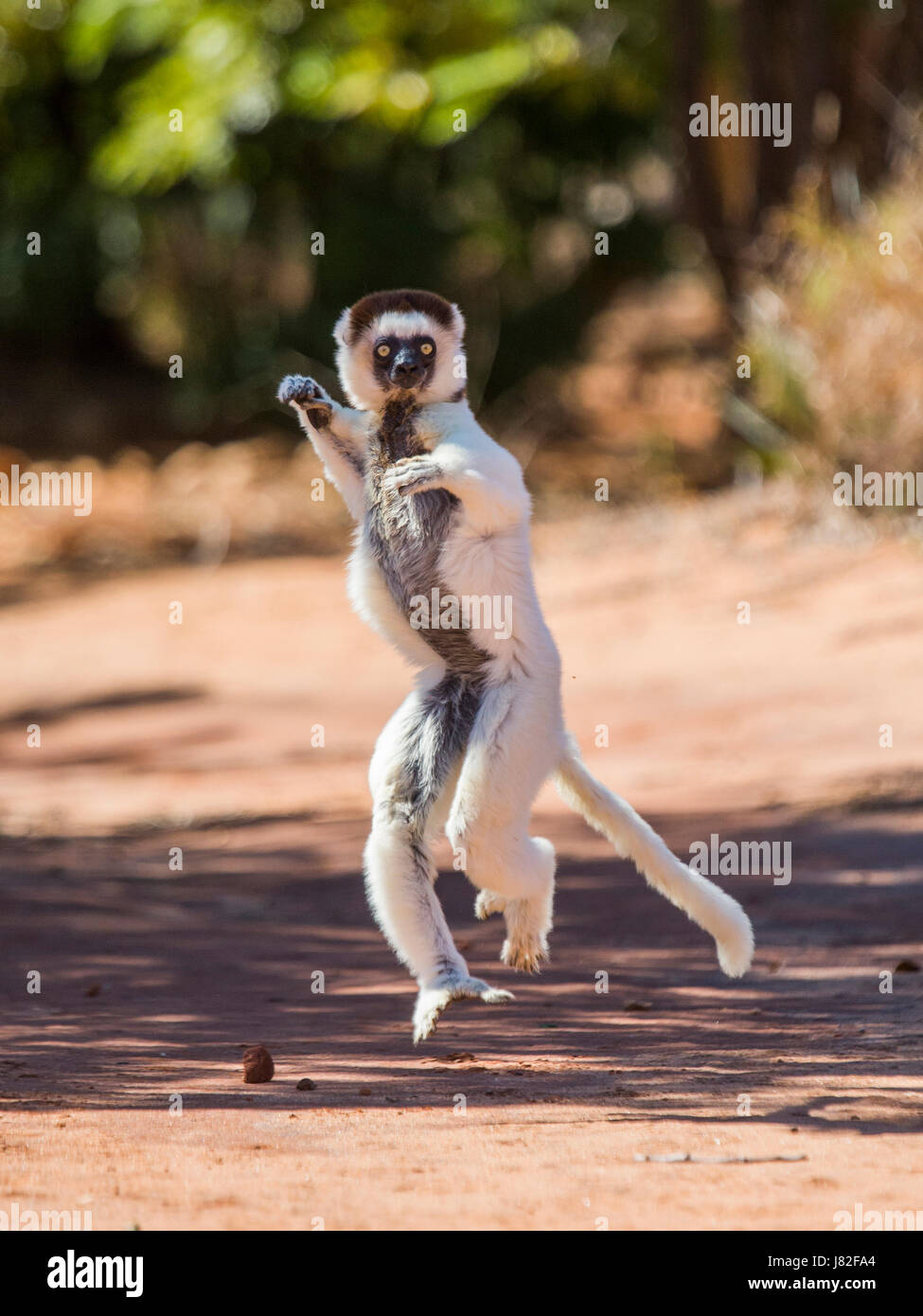 Dancing Sifaka is jumping. Madagascar Stock Photo - Alamy