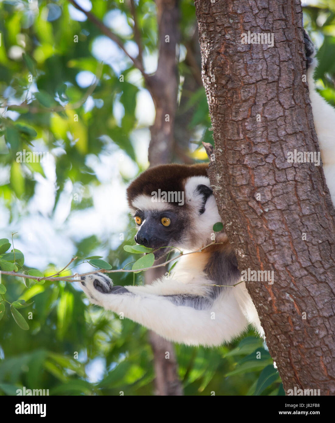 Dancing Sifaka sitting on a tree. Madagascar Stock Photo - Alamy