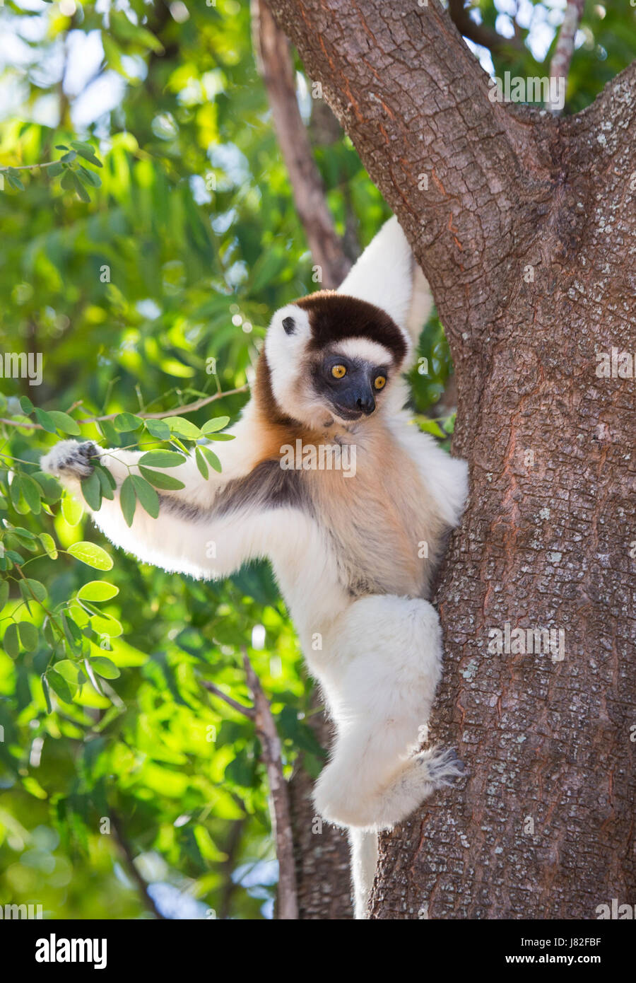 Dancing Sifaka sitting on a tree. Madagascar. An excellent illustration ...