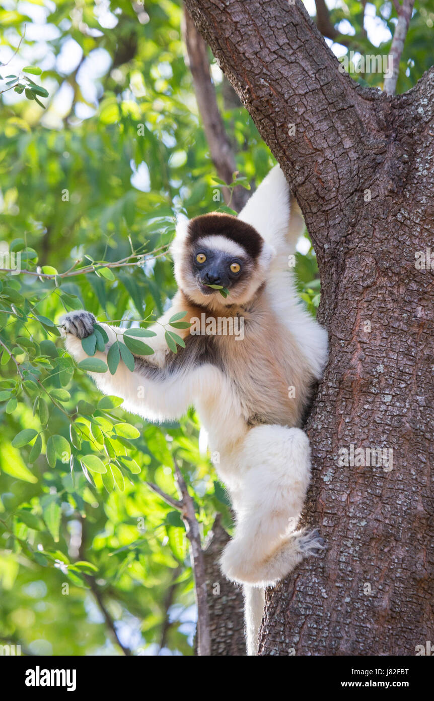 Dancing Sifaka sitting on a tree. Madagascar Stock Photo - Alamy