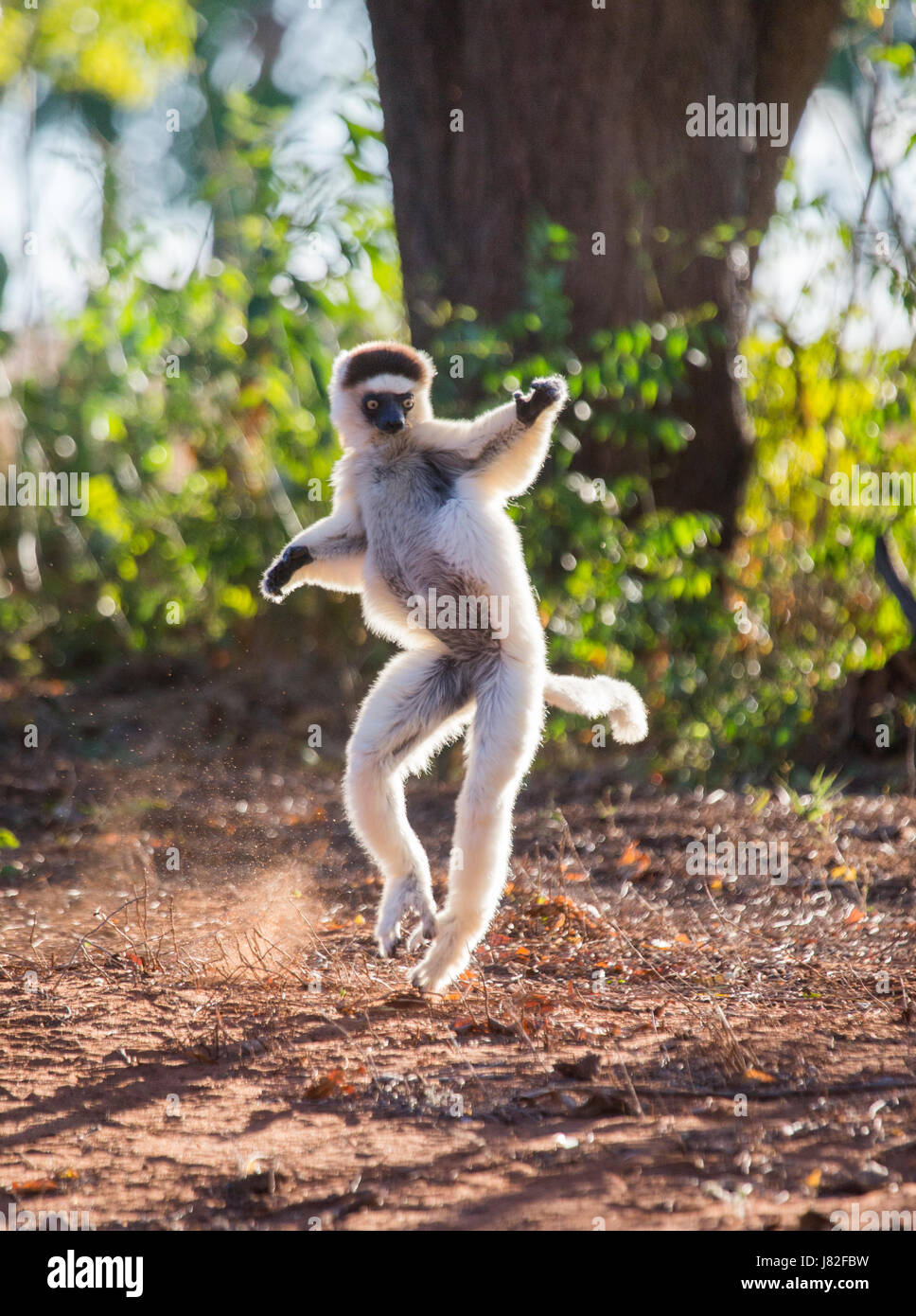 Dancing Sifaka Verreaux's sifaka (Propithecus verreauxi) is jumping ...