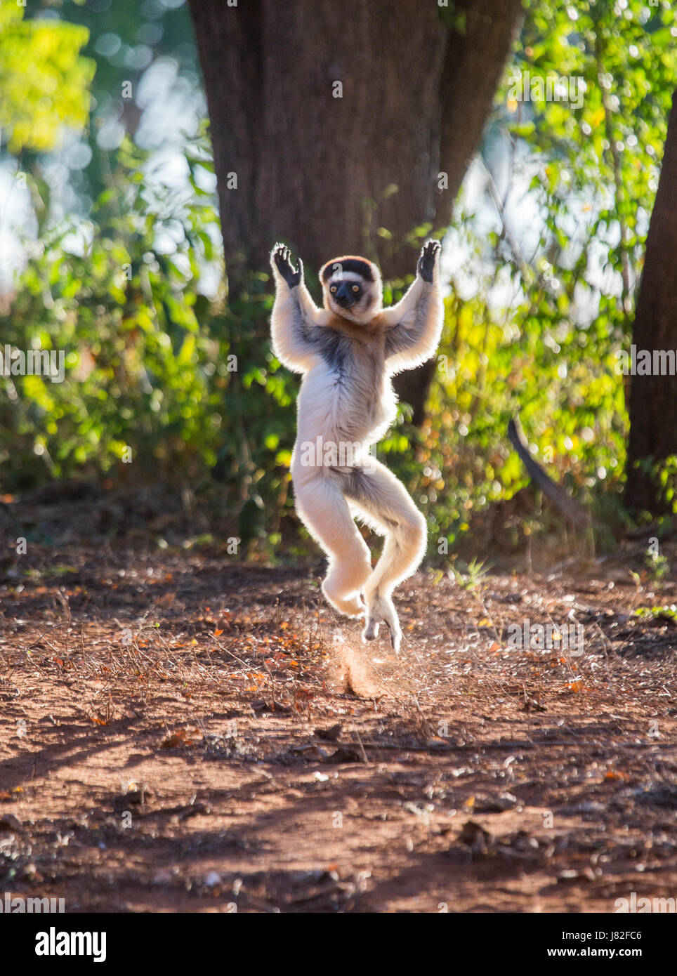 Dancing Sifaka Verreaux's sifaka (Propithecus verreauxi) is jumping ...