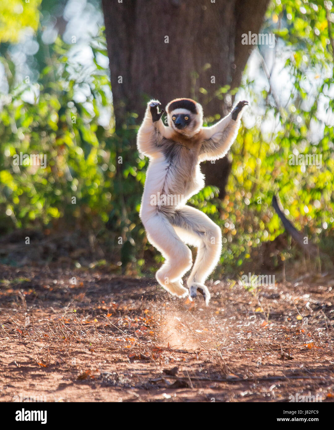 Dancing Sifaka Verreaux's sifaka (Propithecus verreauxi) is jumping ...