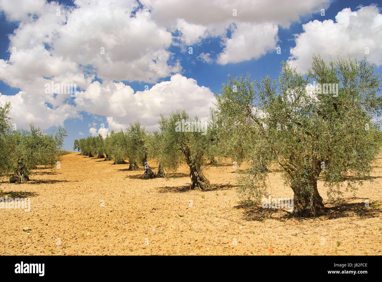 olive grove - olive grove 28 Stock Photo - Alamy