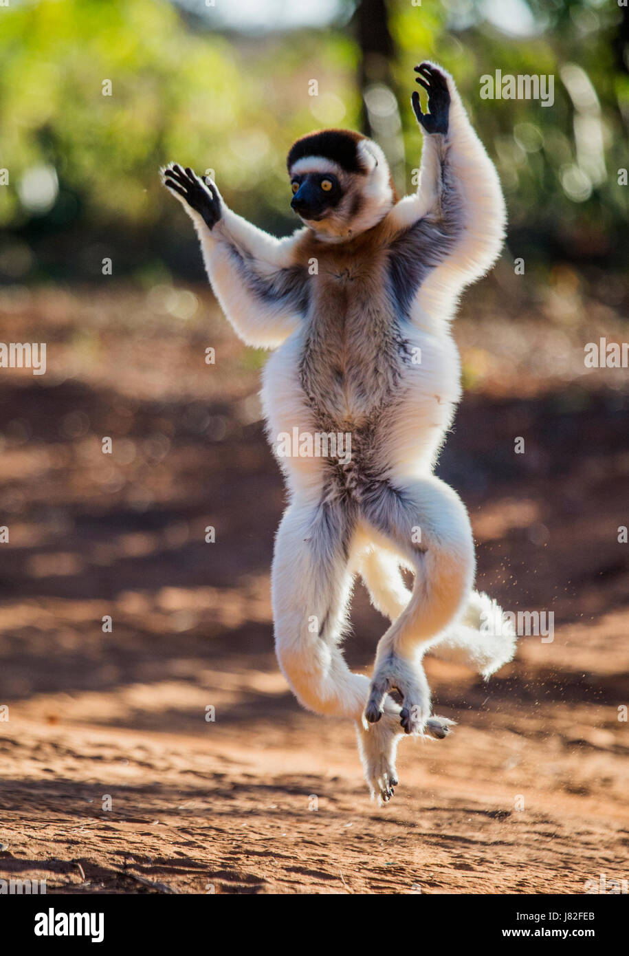 Dancing Sifaka is jumping. Madagascar Stock Photo - Alamy