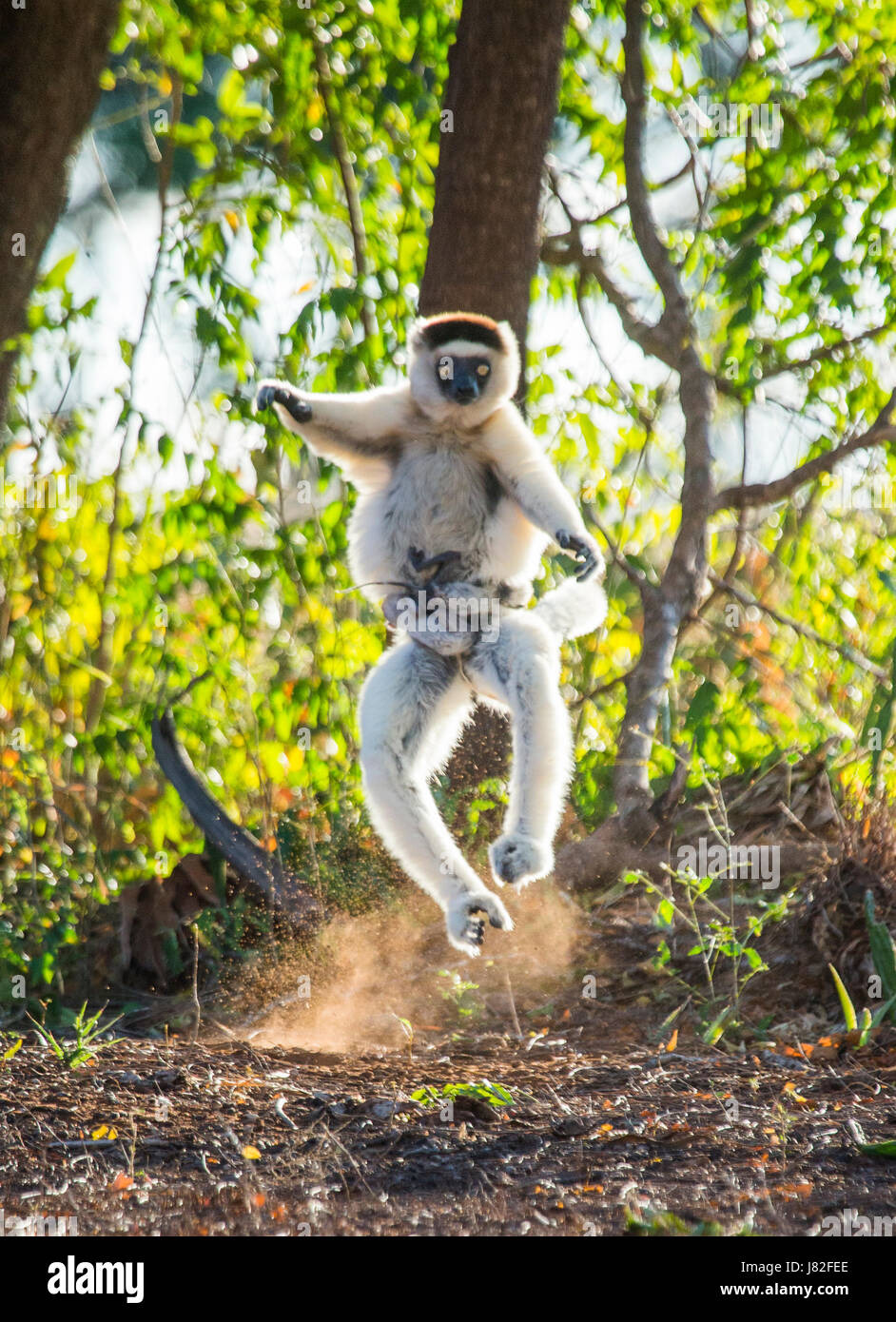 Dancing Sifaka Verreaux's sifaka (Propithecus verreauxi) is jumping ...