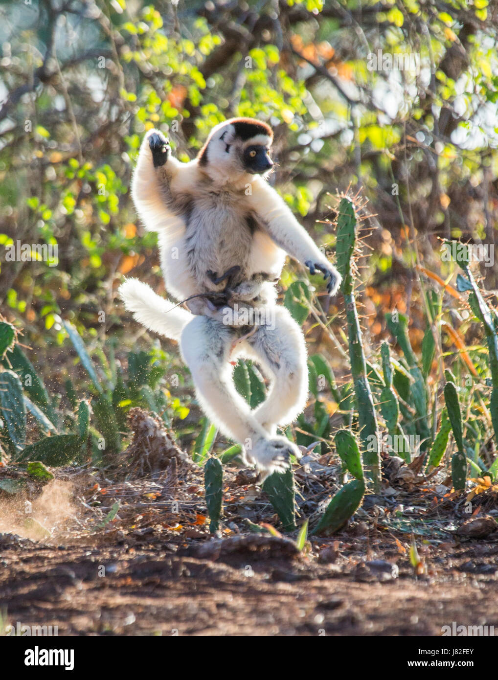 Dancing Sifaka is jumping. Madagascar Stock Photo - Alamy
